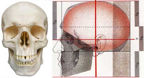 Der Kopf als Modell und Skulptur